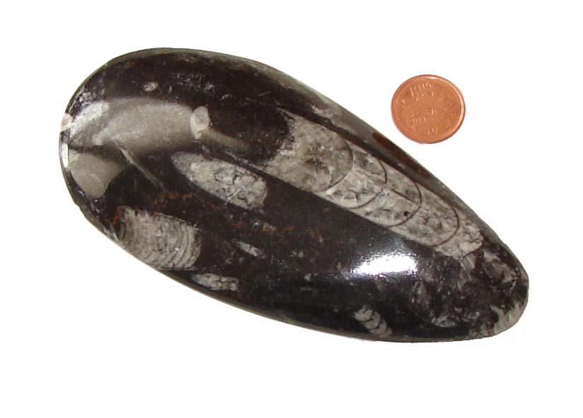 What is Orthoceras - Fossils for Sale